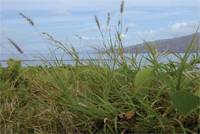 PRODUCCION (sin info ) Pasturas Cultivadas para el NOA: Buffel Grass