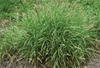 PRODUCCION (sin info ) Pasturas Cultivadas para el NOA: Buffel Grass