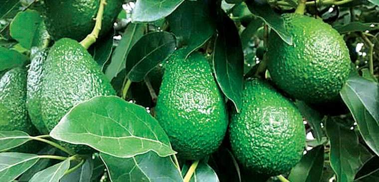 PRODUCCION (sin info ) polinización de los paltos